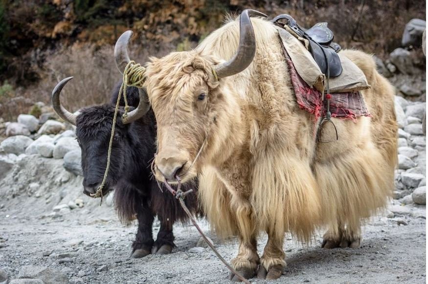 European Yak Yak Vs Ox: Key Differences Explained A Z Animals