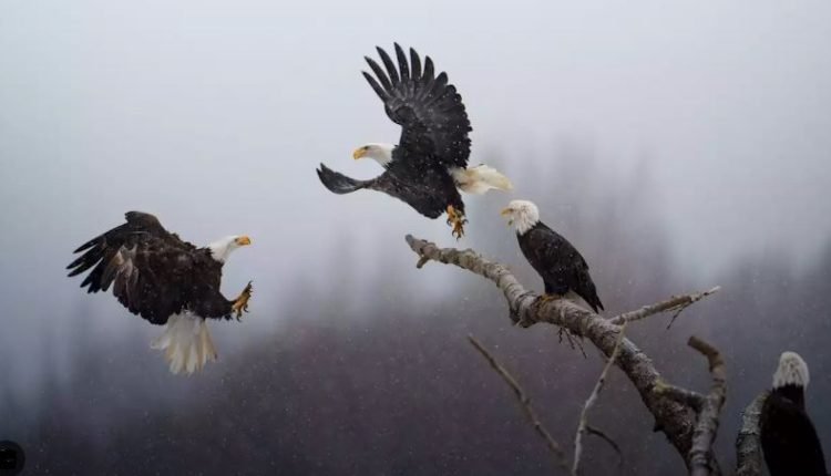 "Dance of the Eagles" Named Top Photo in National Geographic's Pictures ...