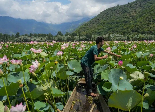 Wular Lake blooms again after decades, boosting Kashmir ecology - Bold News